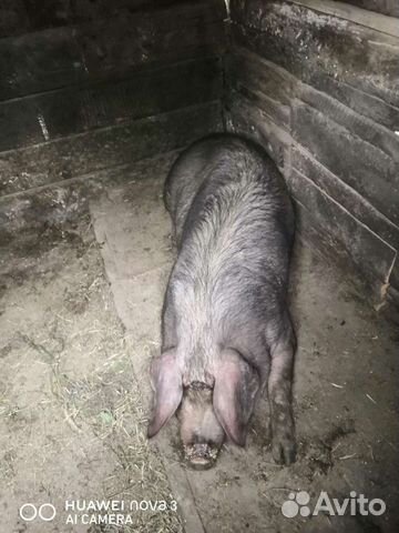 Свиноматки