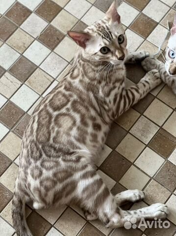 Бенгальскаие котята