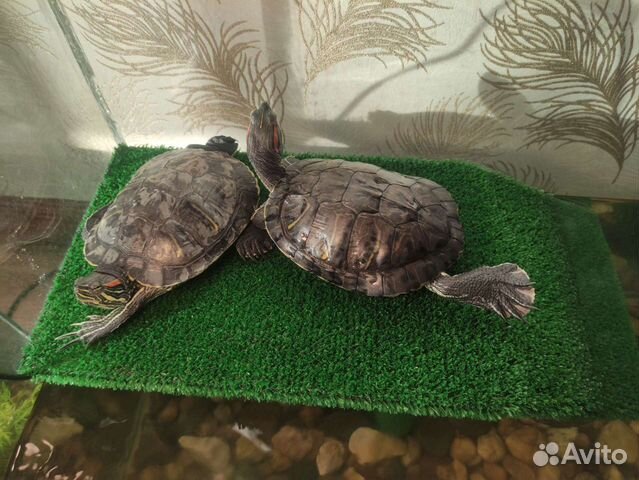 Красноухие черепахи