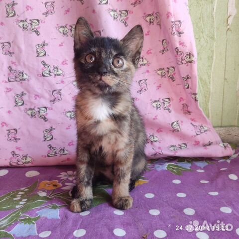 Котенок