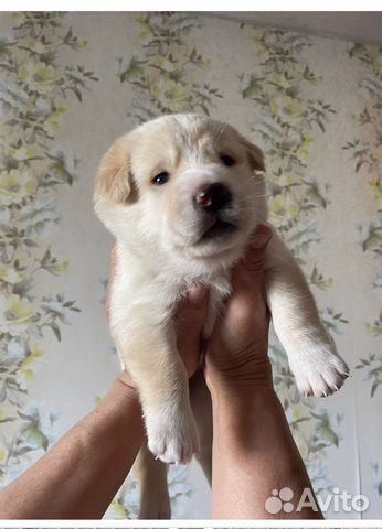 Щенки 3х недельные