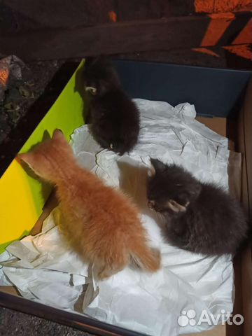 Крошечных котят выкинули на улицу