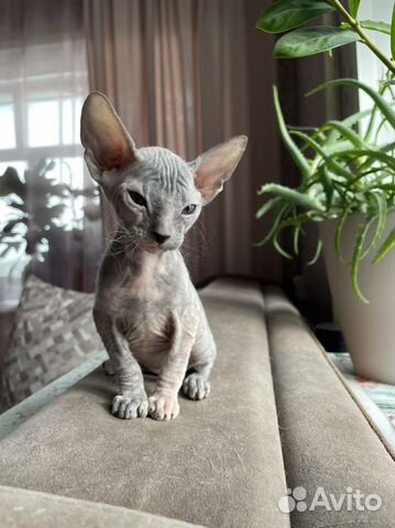 Котенок Донского сфинкса
