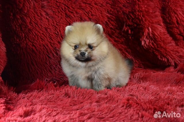 Шпиц - очаровашка