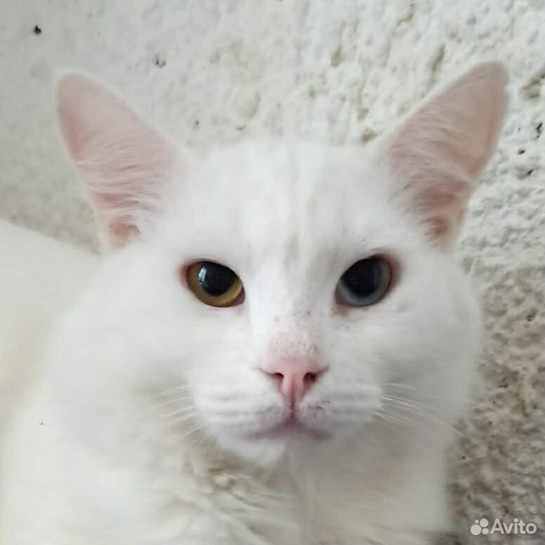 Белый красавчик ищет дом