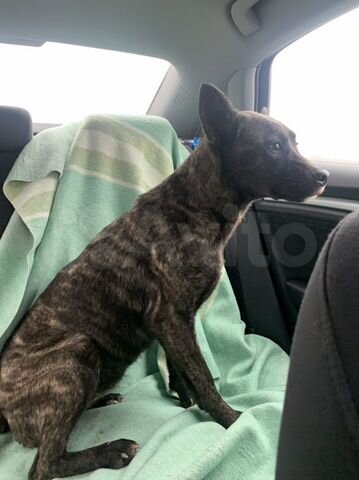 Собака в добрые руки