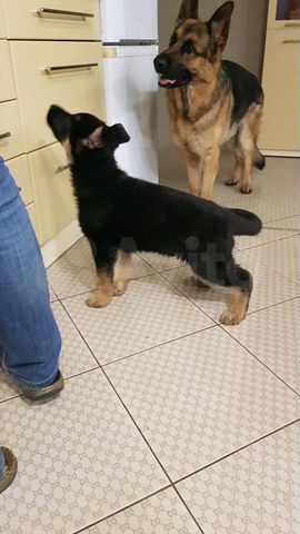 Немецкая овчарка