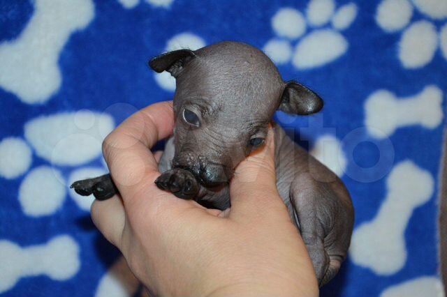 Щенки ксоло миниатюрной разновидности