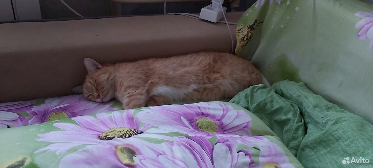 Отдам кота 4 года в хорошие руки, кастрирован