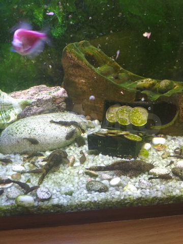 Сомик прилипала