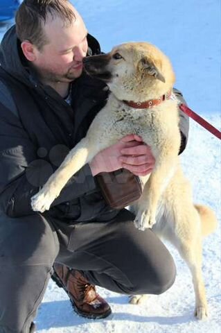 Собака стерилизованная