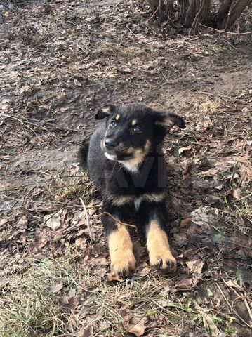 Пушистые щеночки