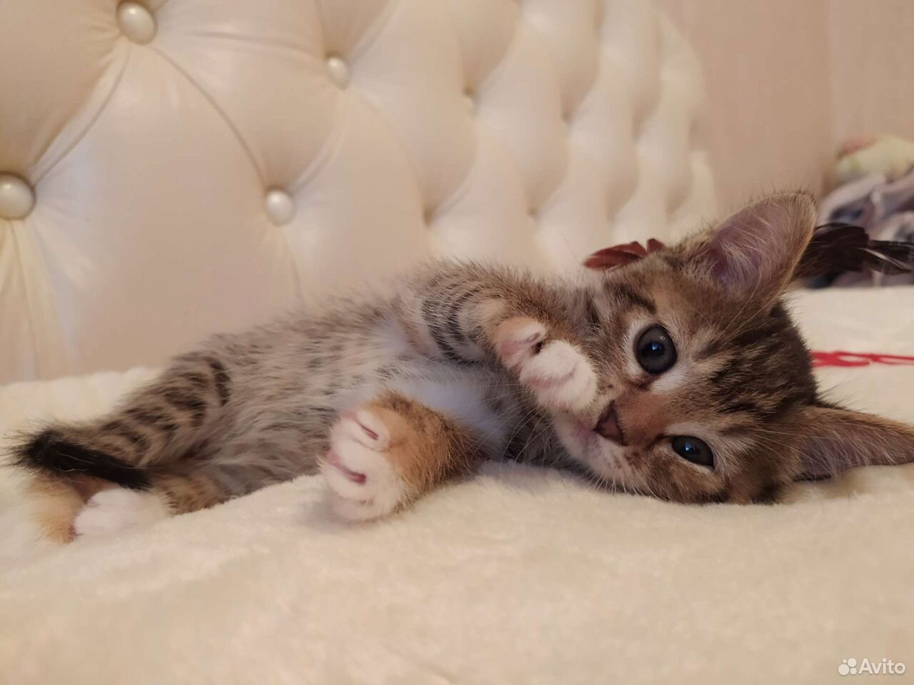 Кошечка тигрëнок :)