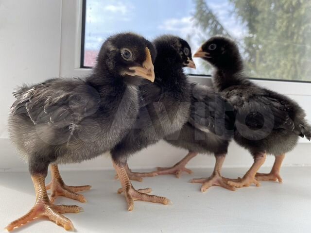 Цветной бройлер Гриз Бар