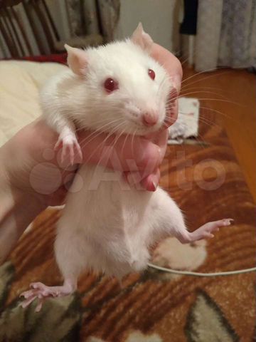 Крысы альбиносы