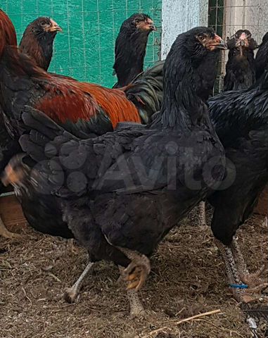 Инкубационное яйцо гергебельских кур