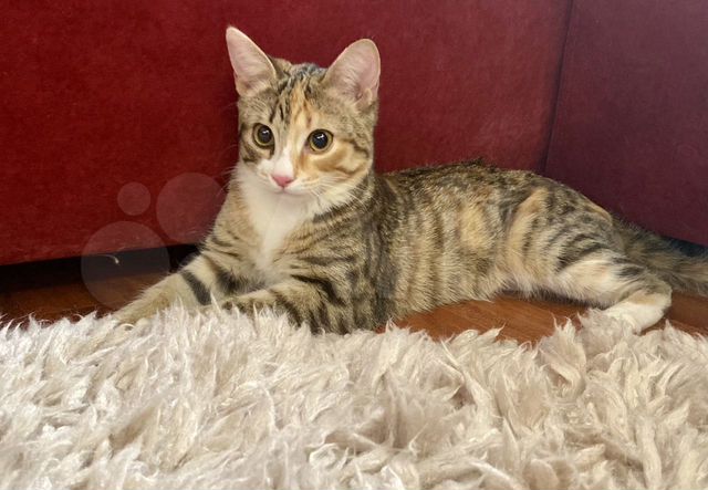 Котята в добрые руки бесплатно