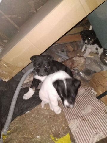 Щенки дворяне