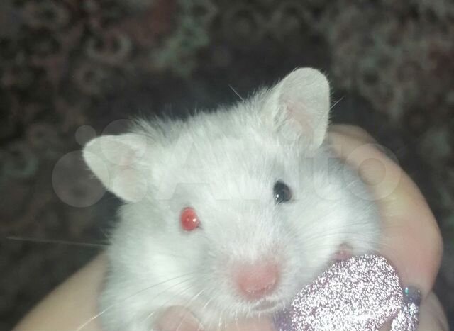 Сирийский хомяк