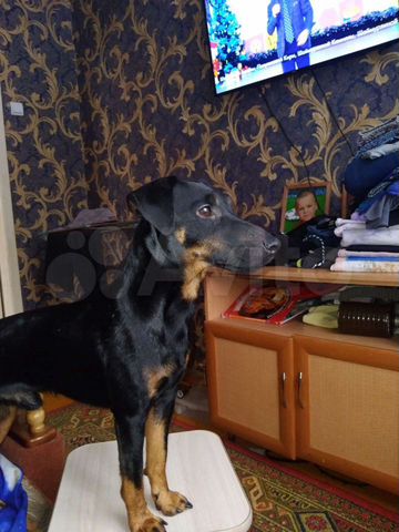 Кобель ягтерьер для вязки