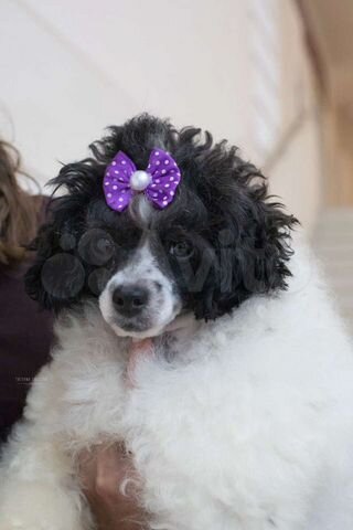 Арлекинки на бронь