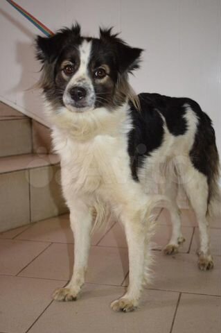 Собачка из приюта ищет дом