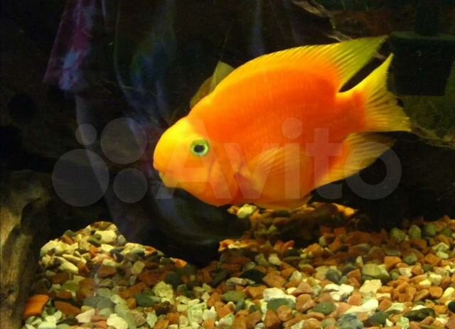 Рыба попугай