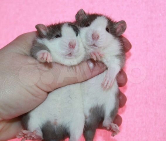 Крысята декоративные Бурмизы разные