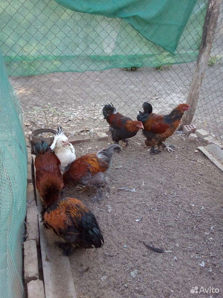 Курыпетухи