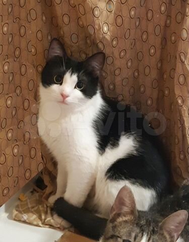 Котик