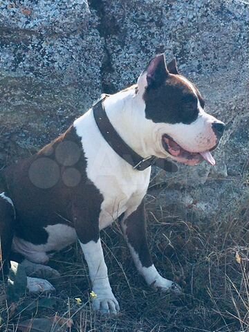 Вязка,Стаффордширский терьер