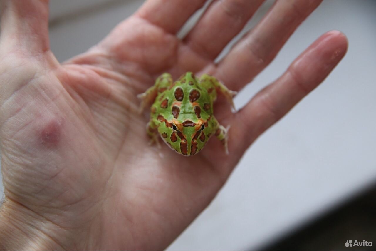 Чакская рогатка (Ceratophrys cranwelli)