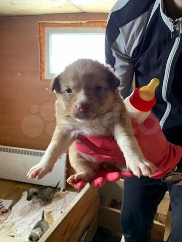 Щенки в хорошие ручки