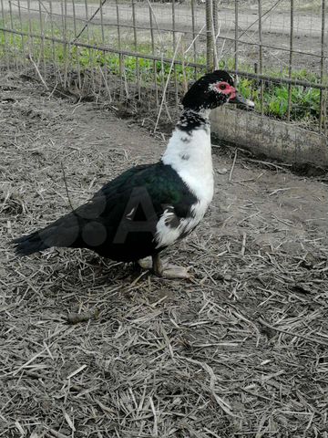 Мускусные утки