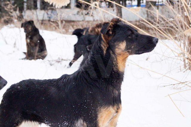Мальчик Аксай в добрые руки