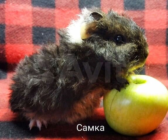 Морская свинка Альпака
