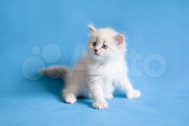 Невская маскарадная кошечка