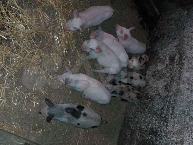 Поросенок ландрас