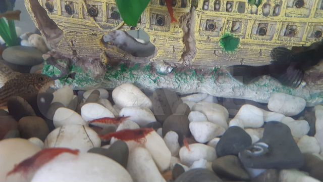 Креветки вишня,черри/25р