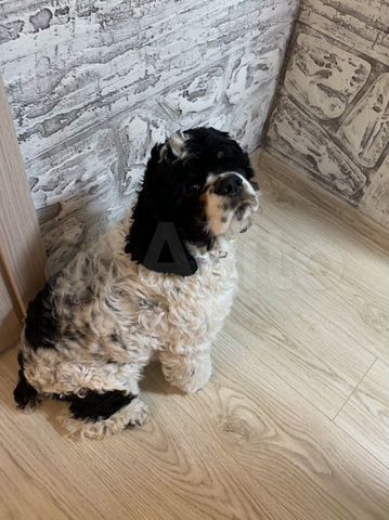 Кокер спаниель американец