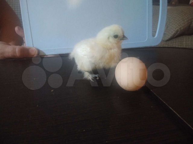 Цыплята, Петушки Карликовых Шелковистых кур