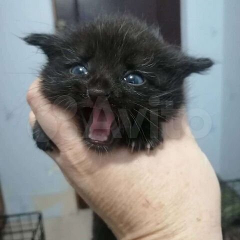 Кошки в добрые руки бесплатно