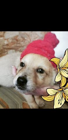 Золотой лабродорчик