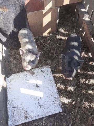 Вьетнамские вислобрюхие,девочка и мальчик