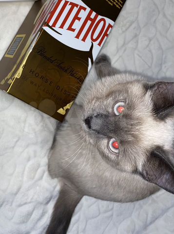 Котенок сиамский бесплатно
