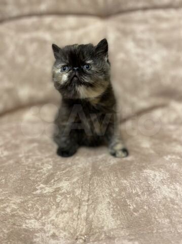 Продается котенок-экзот