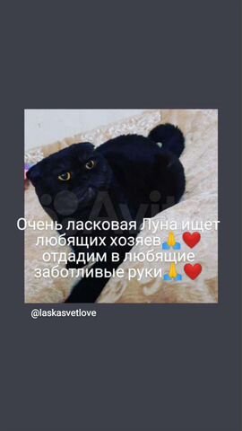 Кошка в добрые любящие руки