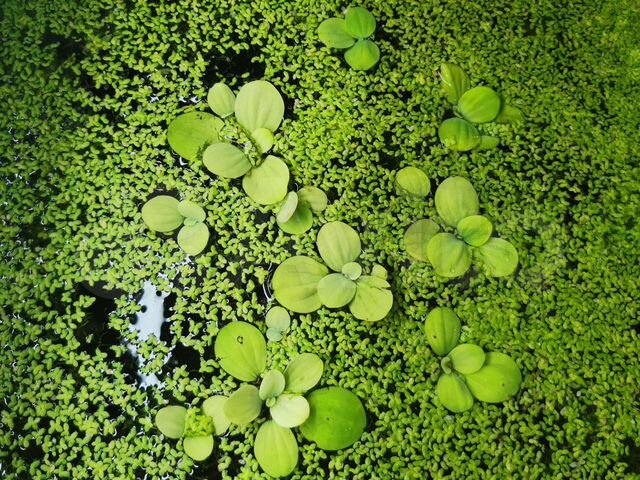 Пистия, риччия+ряска