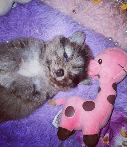 Малыш мини медвежонок Голубой мрамор Мерль