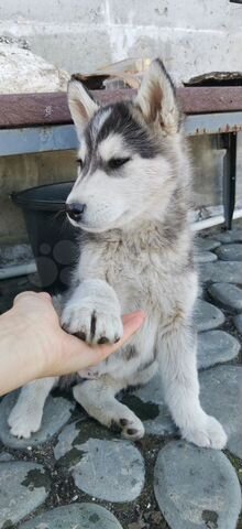 Щенки аляскинского маламута и лайки